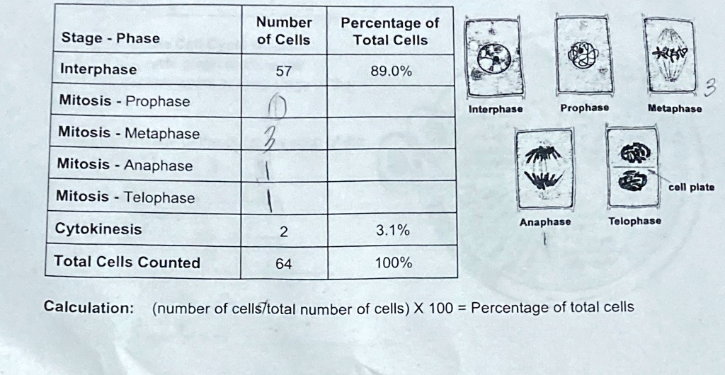 SOLVED: 'Solve percentages Number of Cells Percentage of Total Cells Stage Phase Interphase ...