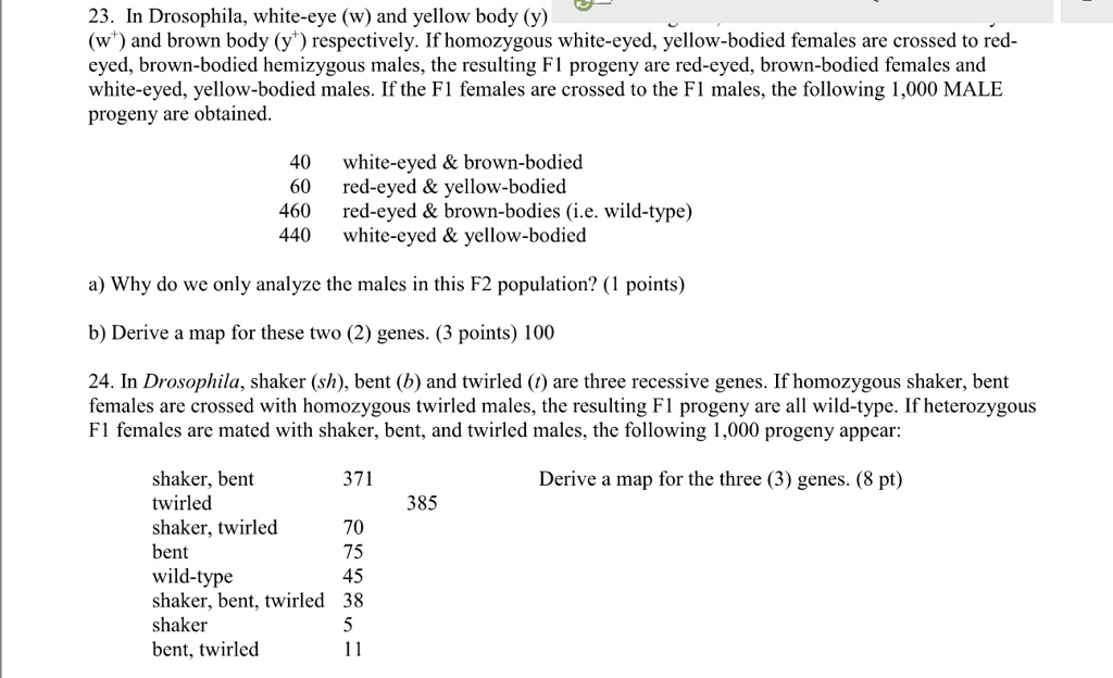 SOLVED: 23. In Drosophila, white-eye (w) and yellow body (y) (w*) and brown body (y ...