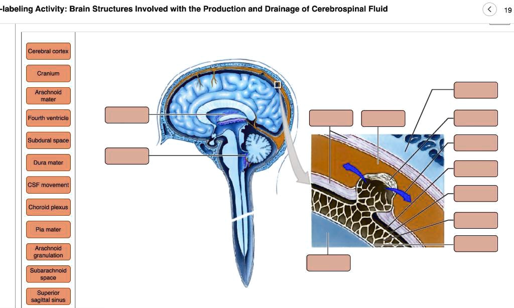SOLVED: Labeling Activity: Brain Structures Involved in the Production ...
