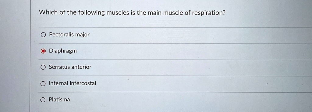 Which of the following muscles is the main muscle of respiration ...