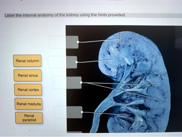 SOLVED: 'Label the internal anatomy of the kidney Label the internal anatomy of the kidney using ...