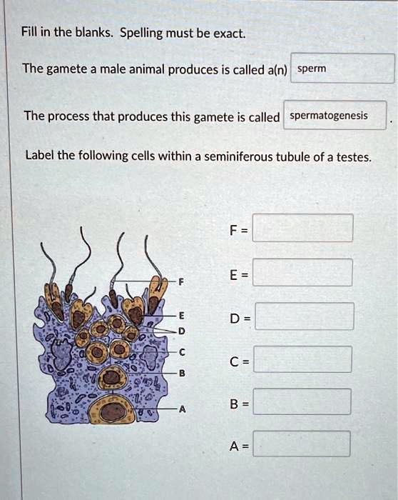 Fill in the blanks. Spelling must be exact. The gamete a male animal ...