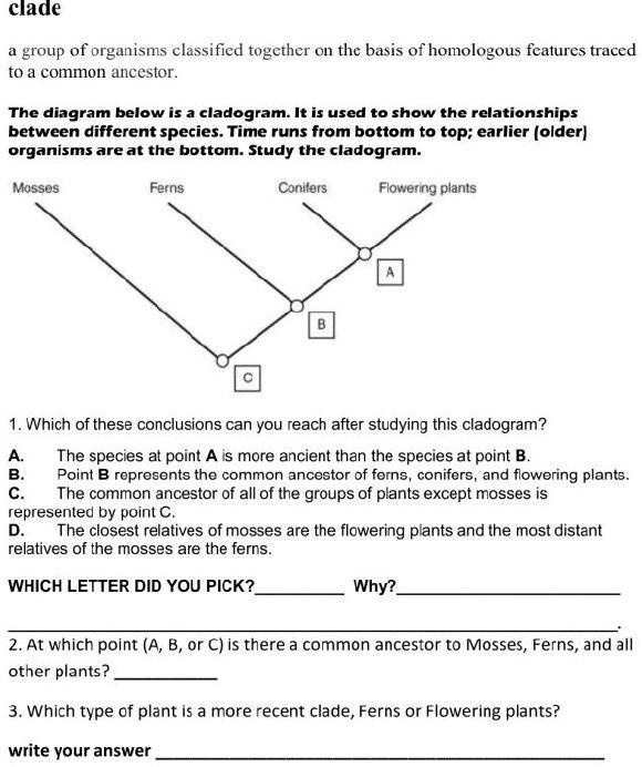 SOLVED: Clade A group of organisms classified together on the basis of ...