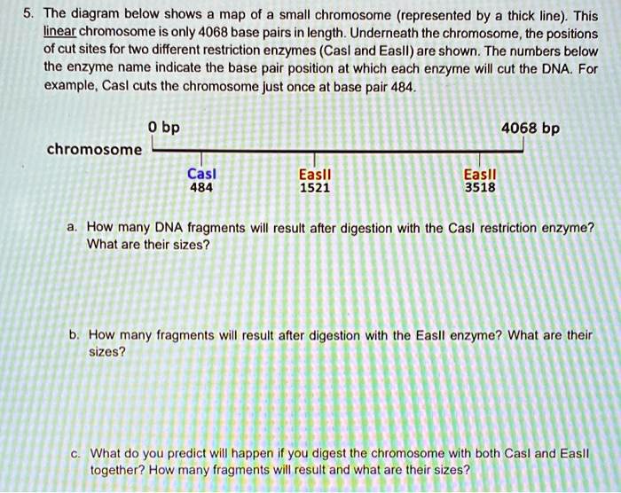 5. The diagram below shows a map of a small chromosome (represented by ...