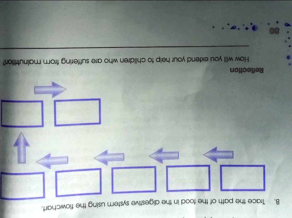 SOLVED: "B. Trace the path of the food in the digestive system using the flowchart. Reflection ...
