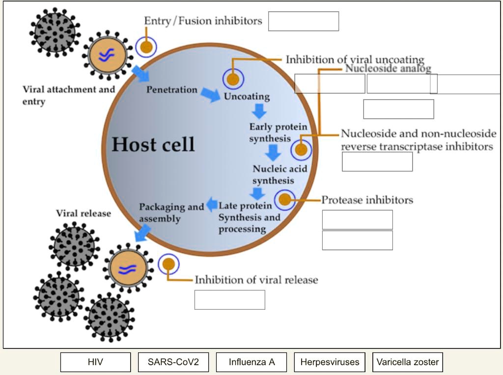 SOLVED: Drag and drop the names of viruses next to or underneath the ...