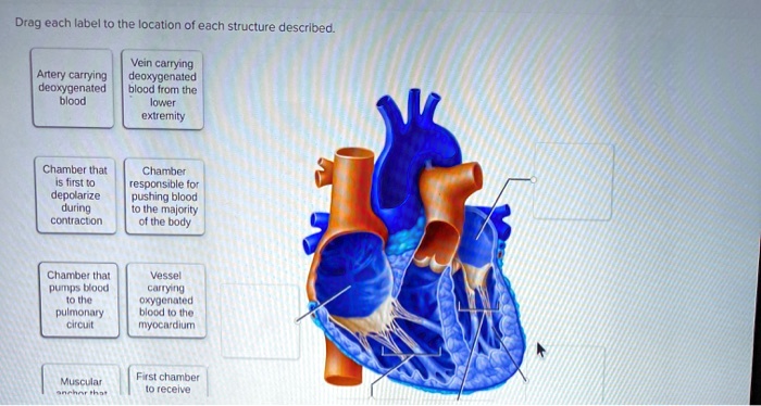 SOLVED: Drag each label to the location of each structure described ...