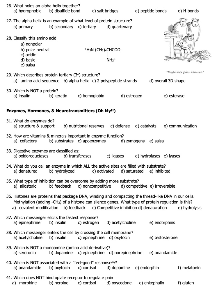 SOLVED: 26. What holds an alpha helix together? a) hydrophobic b) disulfide bond salt bridges ...