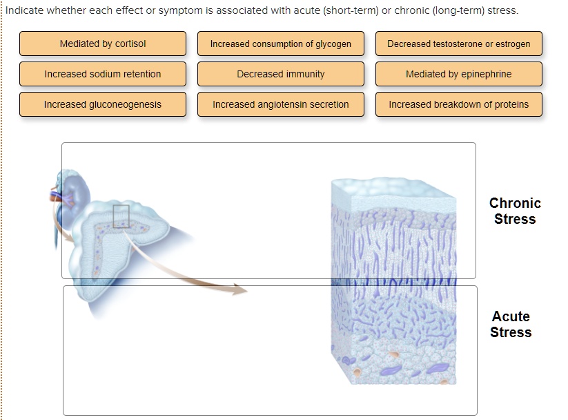 Indicate whether each effect or symptom is associated with acute (short ...