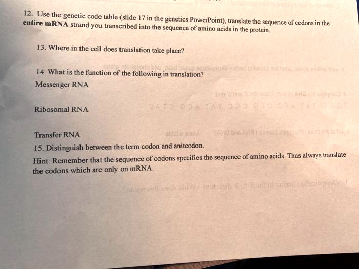 SOLVED:Use the genetic code table (slide !7 in the genetics PowerPoint) entire mRNA strand ...