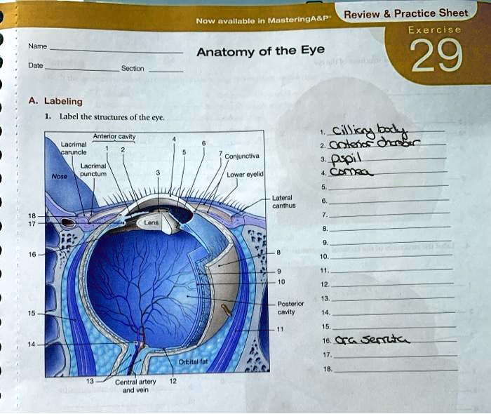 Review Practice Sheet Now available in MasteringA P Exercise Name Anatomy of the Eye 29 Date ...