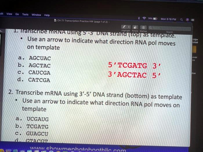 SOLVED: Tools Window Hello CHE "Transcription Practice for RNA ...