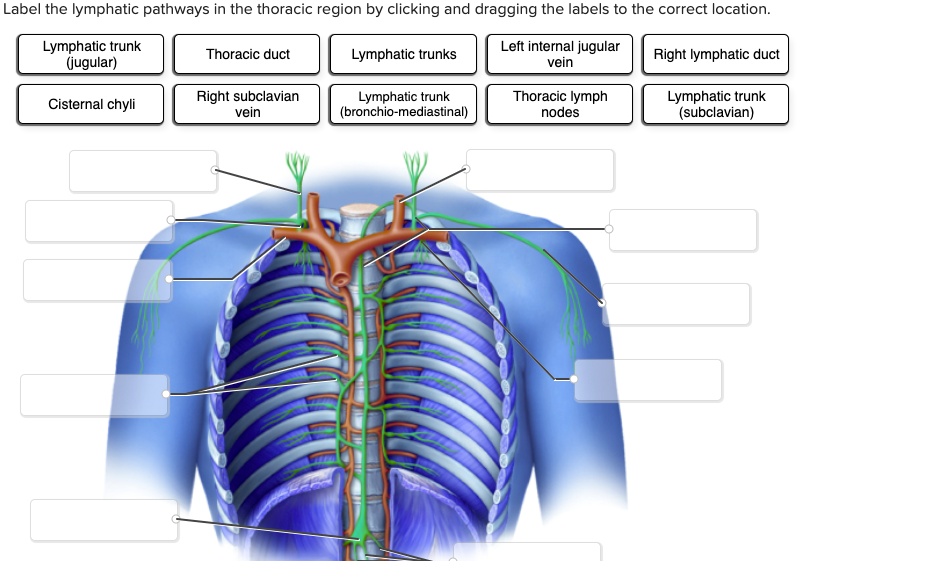 Lymphatic trunk (jugular) Thoracic duct Lymphatic trunks Left internal ...