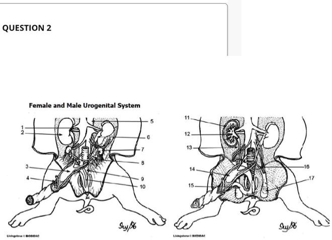 SOLVED: Label the following of a fetal pig: QUESTION 2 Female and Male ...