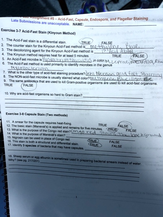 mcngrs late acid fast capsule endospore and flagellar staining ...