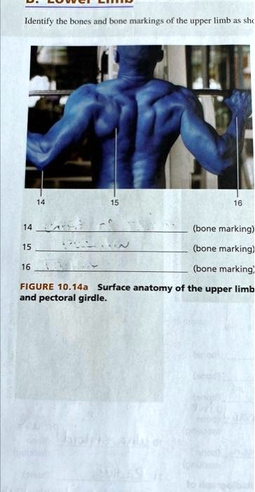 Identify the bones and bone markings of the upper limb as sho 14 14 15 16 15 16 (bone marking ...