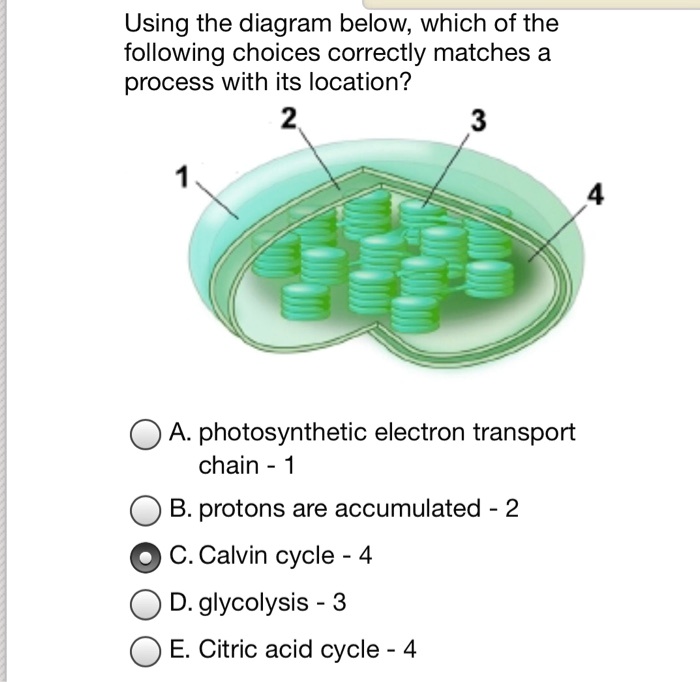 SOLVED: Using the diagram below, which of the following choices correctly matches a process with ...