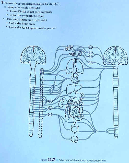 1 Follow the given instructions for Figure 11.7. ? Sympathetic side ...