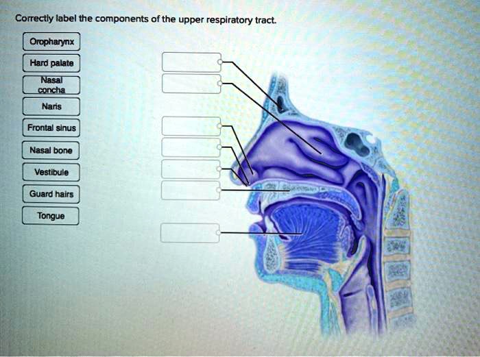 SOLVED: Correctly label the components of the upper respiratory tract ...