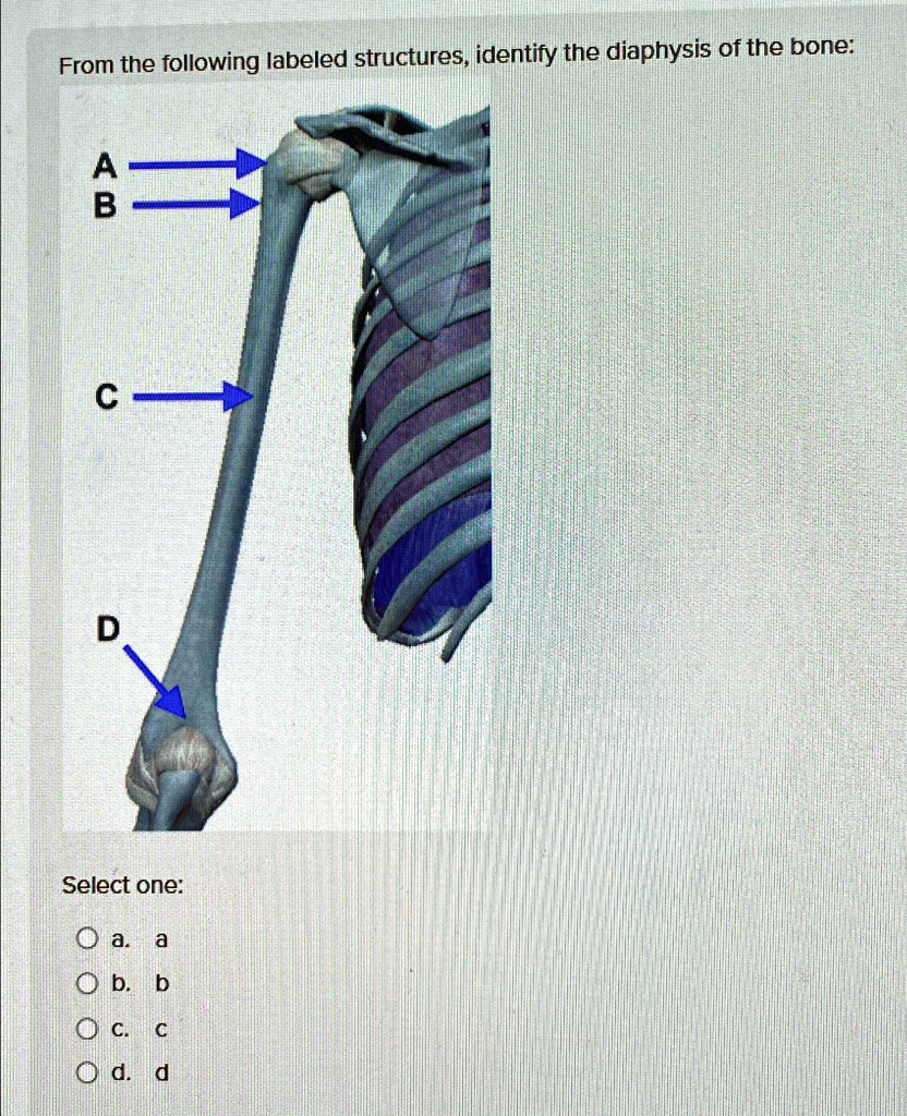 From the following labeled structures, identify the diaphysis of the bone: AB C D Select one: Oa ...