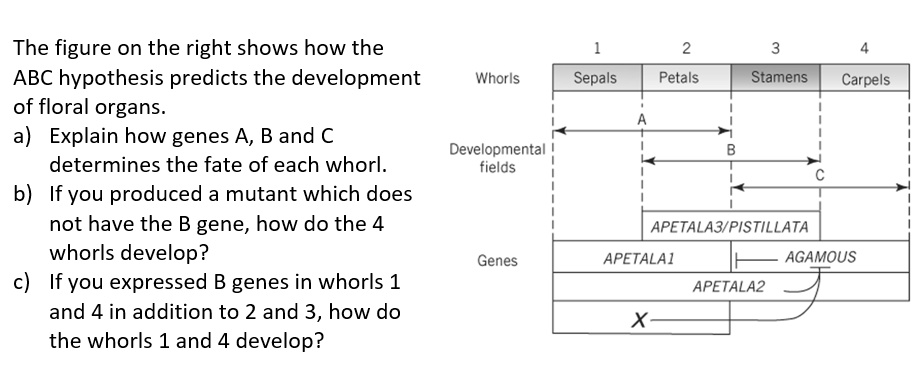 SOLVED: The figure on the right shows how the ABC hypothesis predicts ...
