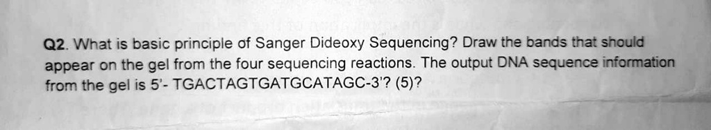 Q2. What is basic principle of Sanger Dideoxy Sequencing? Draw the bands that should appear on ...