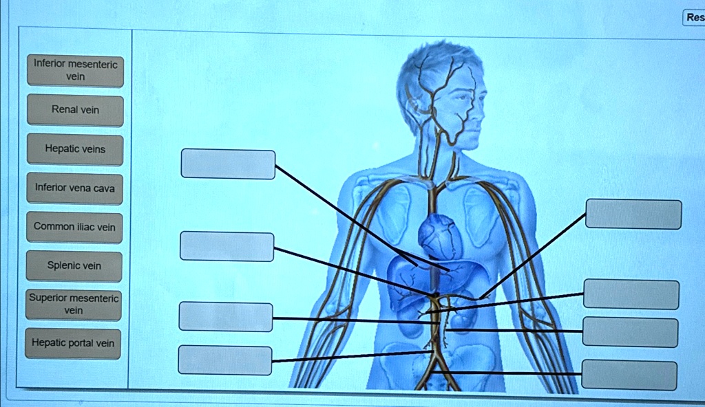 Inferior mesenteric vein Renal vein Hepatic veins Inferior vena cava Common iliac vein Splenic ...