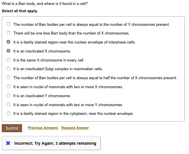 What is a Barr body, and where is it found in a cell? Select all that ...