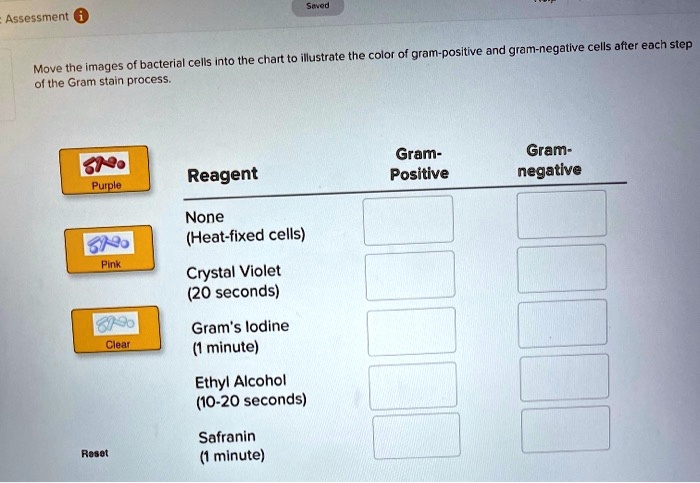 Gram-negative cells after each step illustrate the color gram-positive ...