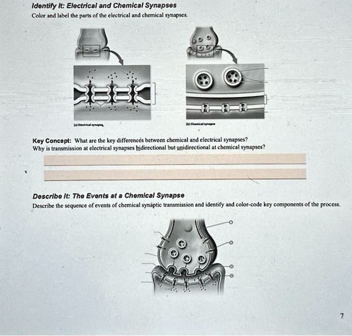 Schematic Diagram Of Chemical Synapse Chemical Synapse