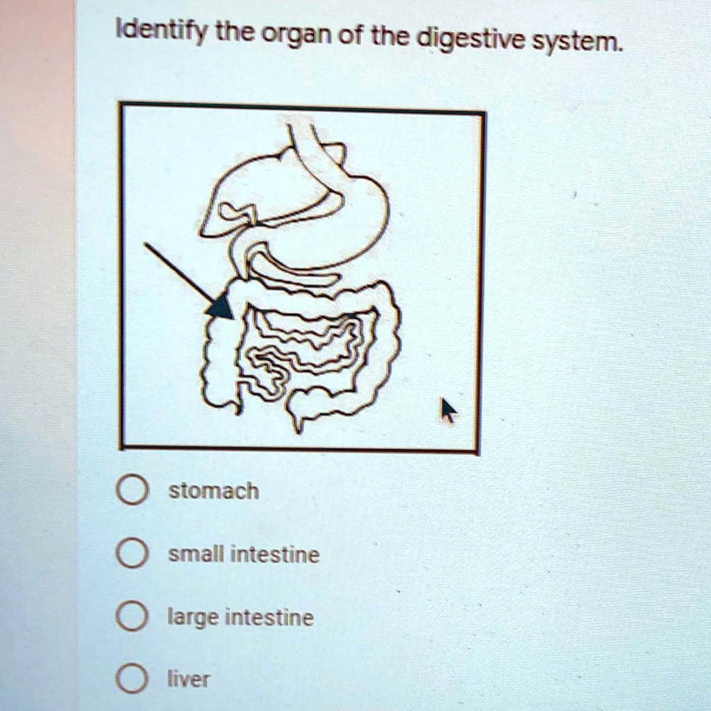 SOLVED: 'Identify the organ of the digestive system. A)stomach B)small ...