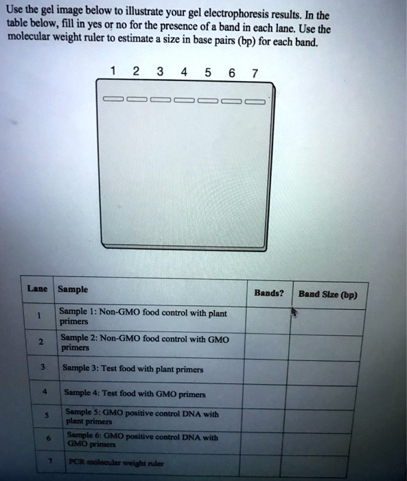 SOLVED: Usc the gel image below to illustrate your gel electrophoresis results. In the table ...