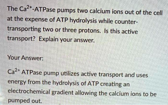 the ca2 atpase pumps two calcium ions out of the cell at the expense of ...