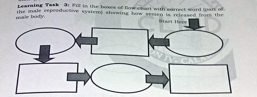 LEARNING TASK 3: FILL IN THE BOXES OF THE FLOW CHART WITH THE CORRECT ...