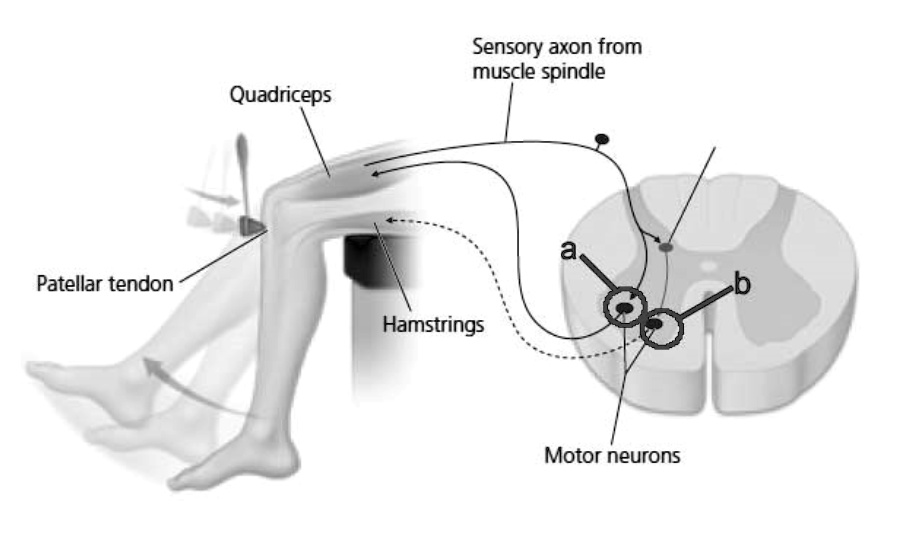 sensory axon from muscle spindle quadriceps a patellar tendon ...