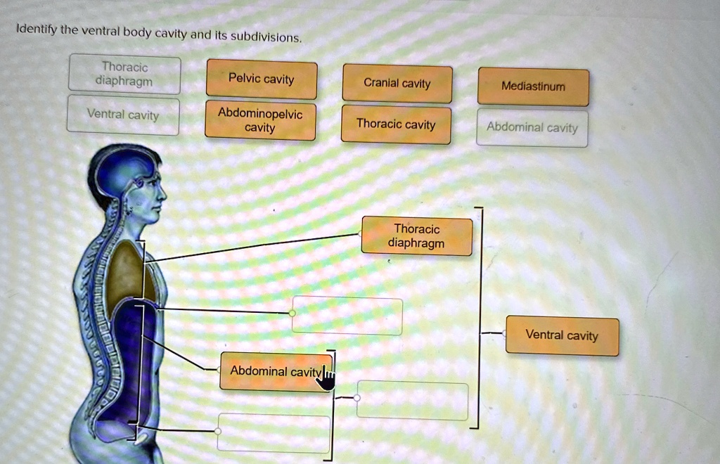 identify the ventral body cavity and its subdivisions thoracic ...