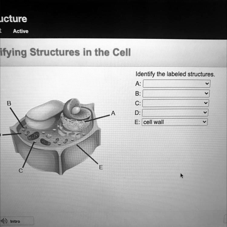 identify the labeled structures cture active ifying structures in the ... identify the labeled structures cture active ifying structures in the ...