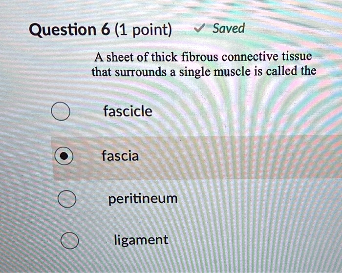 question 6 1 point saved a sheet of thick fibrous connective tissue ...