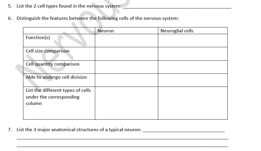 SOLVED: 5. List the two cell types found in the nervous system: 6 ...