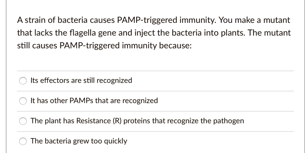 SOLVED: A strain of bacteria causes PAMP-triggered immunity: You make a ...