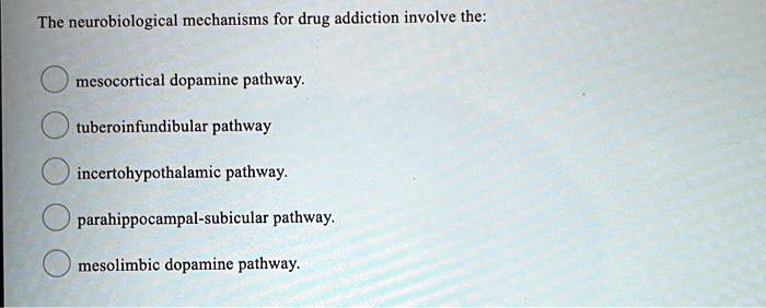 SOLVED: The neurobiological mechanisms for drug addiction involve the ...