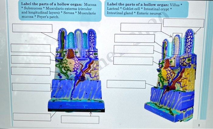 SOLVED: Label the parts of a hollow organ Mucosa *Submucosa*Muscularis ...