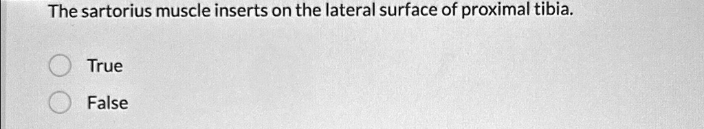 the sartorius muscle inserts on the lateral surface of the proximal ...