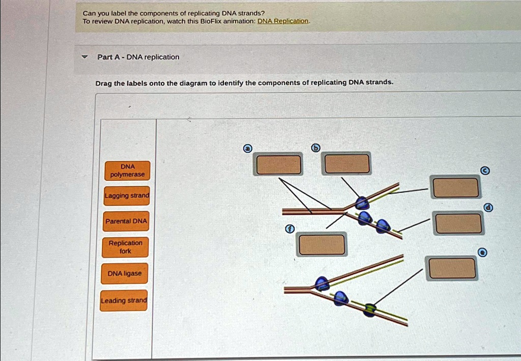 Can you label the components of replicating DNA strands? To review DNA ...