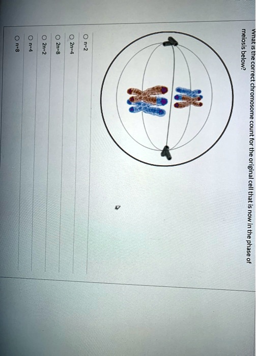 SOLVED: meiosis below? Gemnas the correct chromosome count for the ...