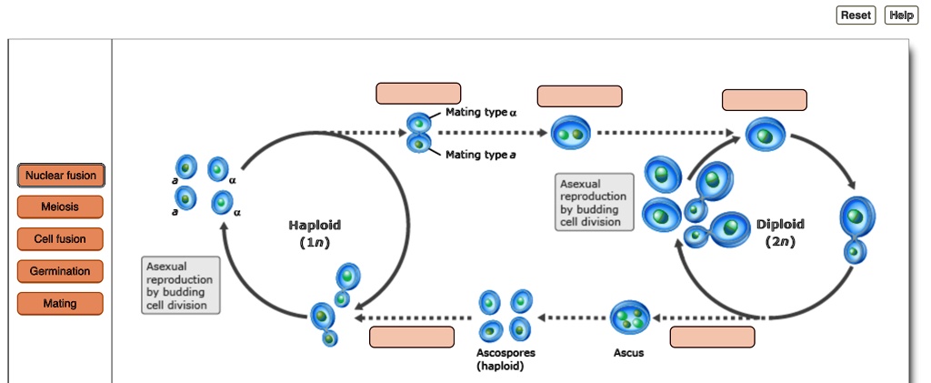 SOLVED:Reset Help Mating type Mating type Nuclear fusion Asexual ...