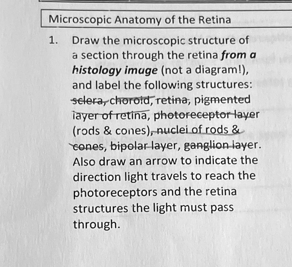 [GET ANSWER] Microscopic Anatomy of the Retina 1. Draw the microscopic ...