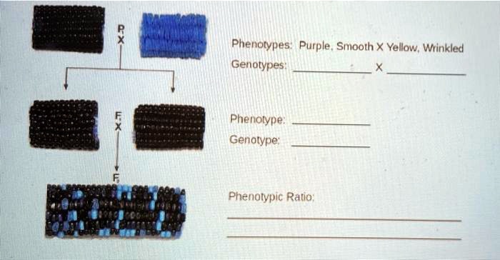 P X F 1 X Phenotypes: Purple, Smooth X Yellow, Wrinkled Genotypes: X ...