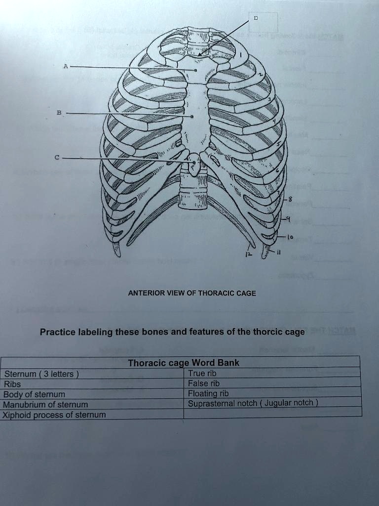 B C A ANTERIOR VIEW OF THORACIC CAGE D 8 -9 -10 Practice labeling these ...