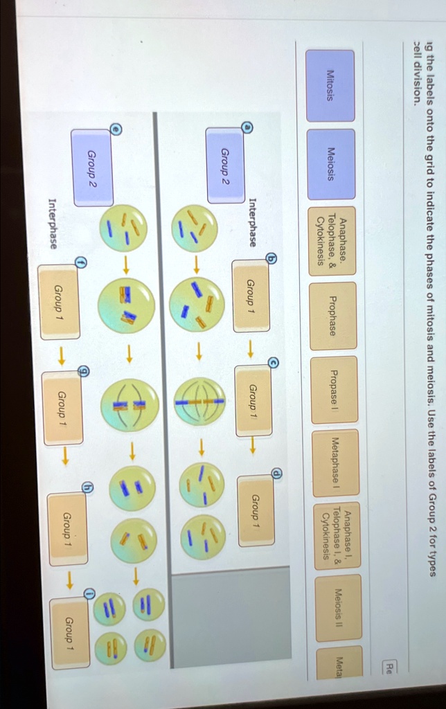 ag the labels onto the grid to indicate the phases of mitosis and ...